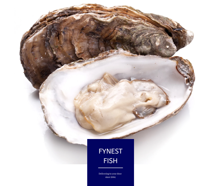 Oyster – Fynest Fish Limited